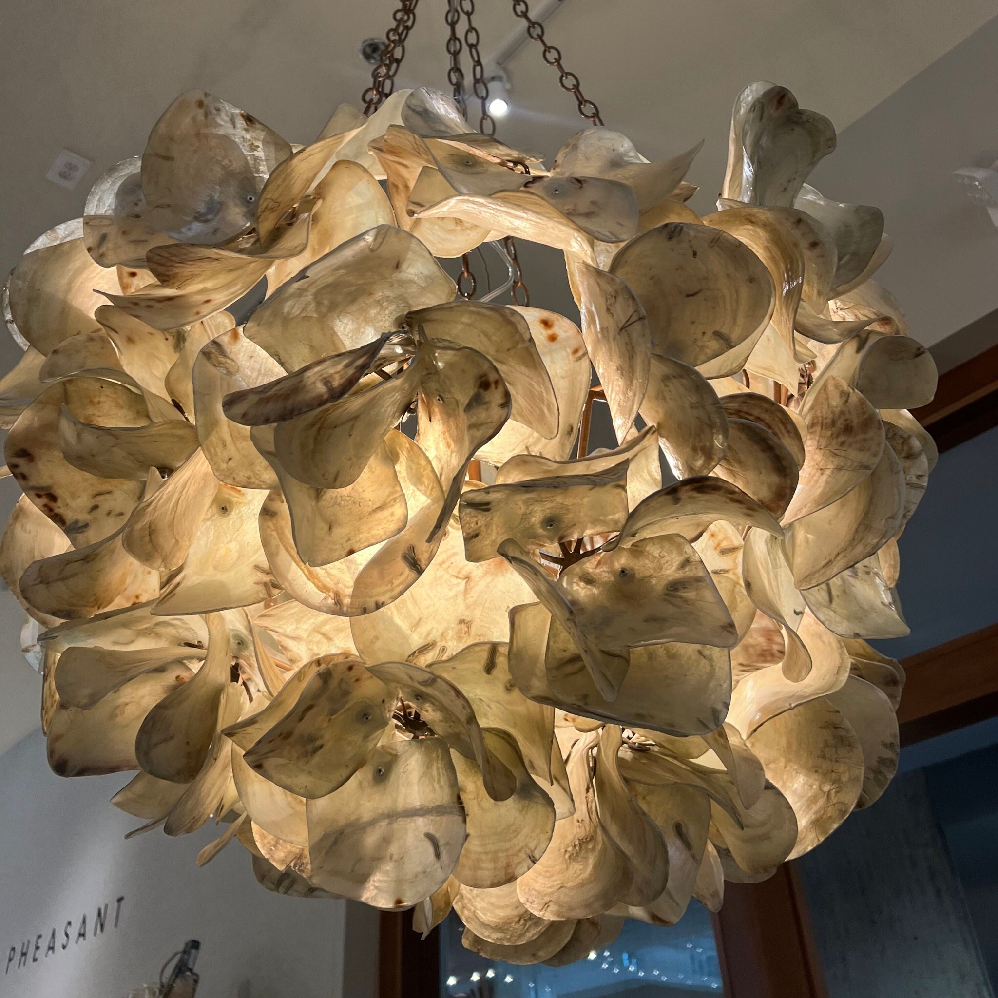 Made Goods Venus Chandelier Frost Saddle Oyster Shell – CLAYTON GRAY HOME