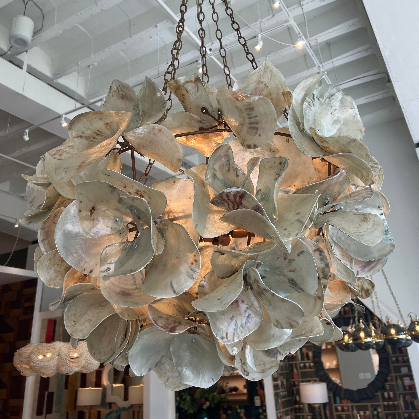 Made Goods Venus Chandelier Frost Saddle Oyster Shell – CLAYTON GRAY HOME