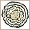 Natural Curiosities Queen Victoria Feathers 2 – CLAYTON GRAY HOME
